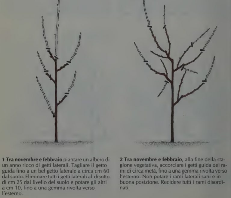 Potatura del Pesco - Come e Quando Eseguirla