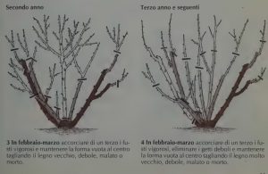 Potatura delle Rose – Come e Quando Effettuarla