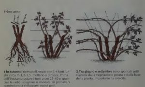 Potatura delle Rose – Come e Quando Effettuarla