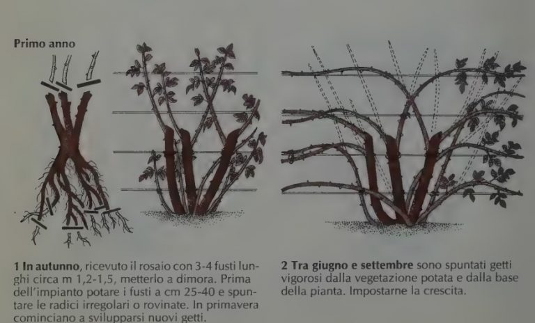 Potatura delle Rose – Come e Quando Effettuarla