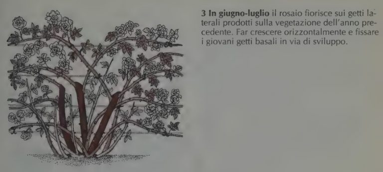 Potatura delle Rose – Come e Quando Effettuarla