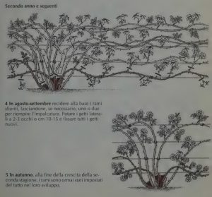 Potatura delle Rose – Come e Quando Effettuarla