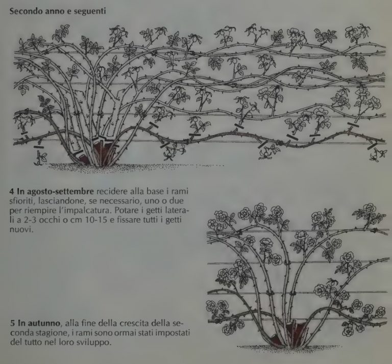 Potatura delle Rose – Come e Quando Effettuarla