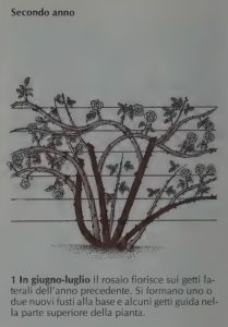 Potatura delle Rose – Come e Quando Effettuarla